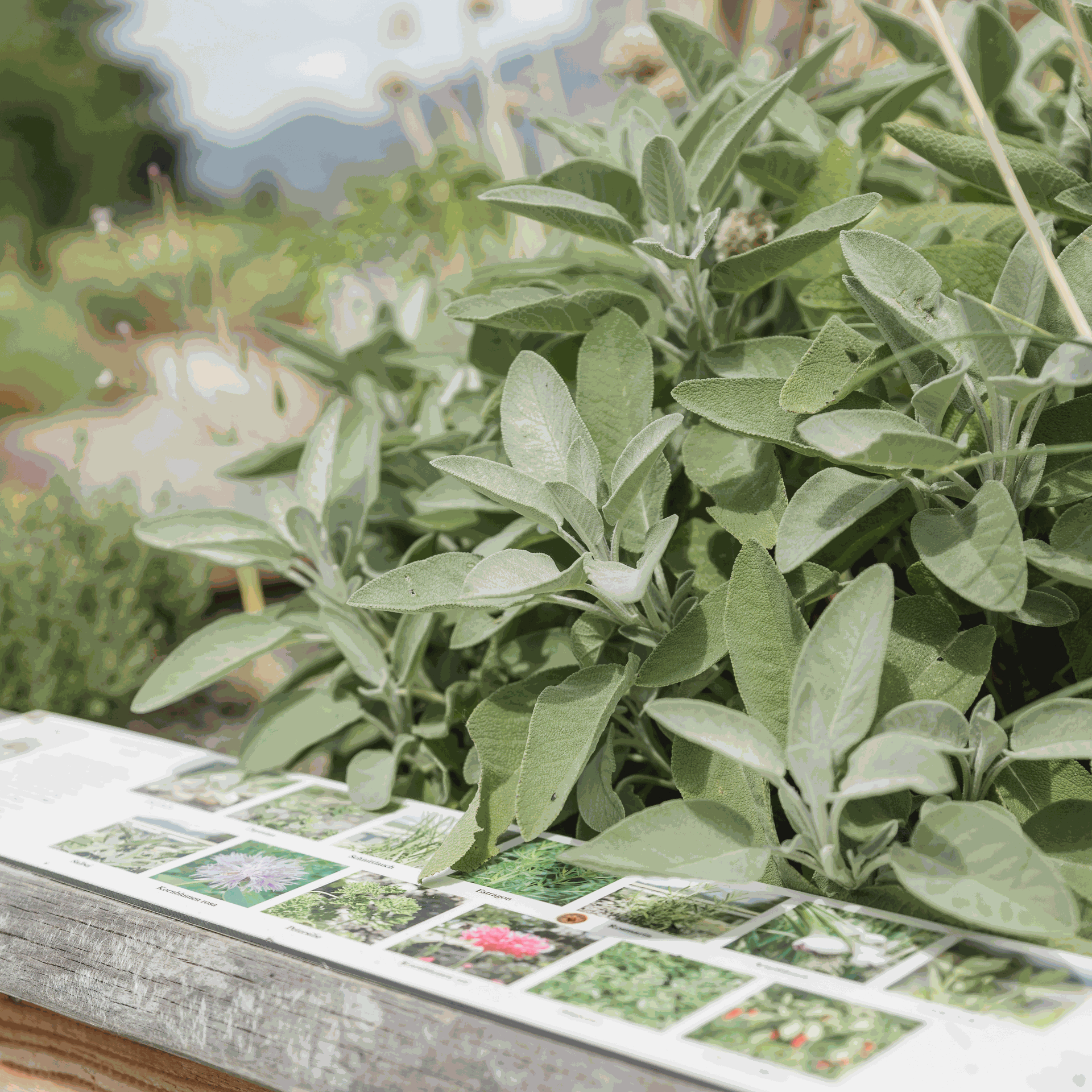 Alpenkräuterweg by Swiss Alpine Herbs | SAH Alpenkräuter AG